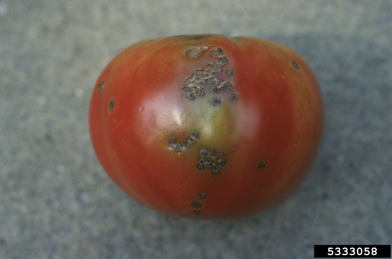 bacterial spot (Xanthomonas vesicatoria)