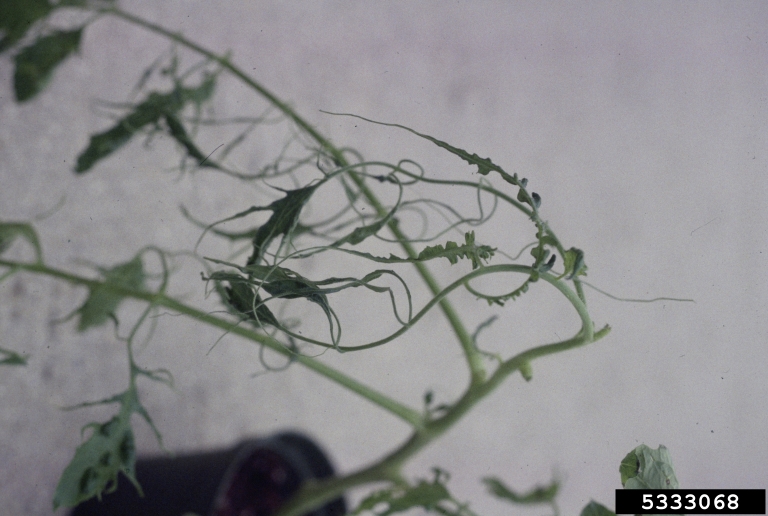 tomato mosaic virus (ToMV) (Tobamovirus Tomato mosaic virus)