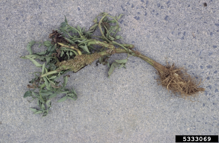 bacterial canker and wilt of tomato (Clavibacter michiganensis ssp ...