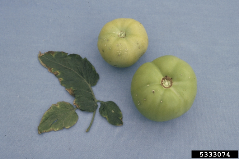 bacterial canker and wilt of tomato (Clavibacter michiganensis ssp ...