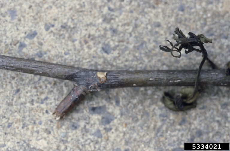 chestnut blight or canker (Cryphonectria parasitica (Murrill) M.E. Barr)