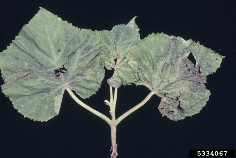 Phyllosticta leaf spot (Phyllosticta paulowiae Sacc.)
