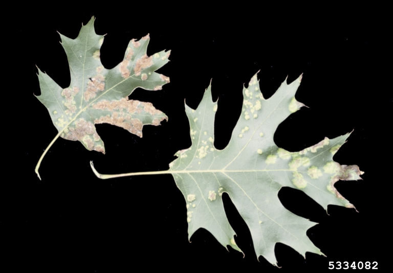 oak leaf blister (Taphrina caerulescens (Desmaz. & Mont.) Tul.)