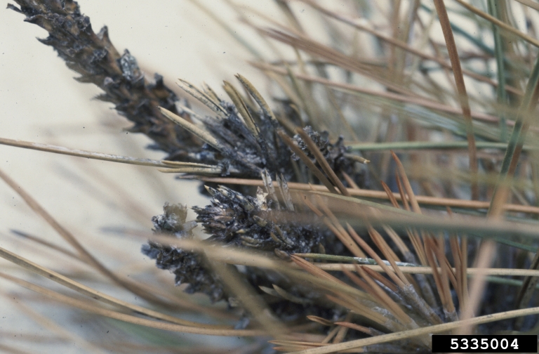 Diplodia blight (Sphaeropsis sapinea)