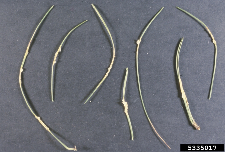 pine needle rusts (Genus Coleosporium Lev)