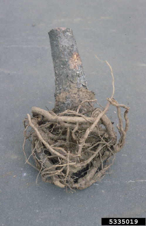 stem girdling roots