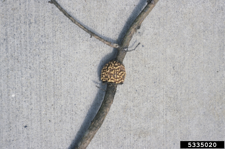eastern pine gall rust (Cronartium quercuum (Berk.) Miyabe ex Shirai)