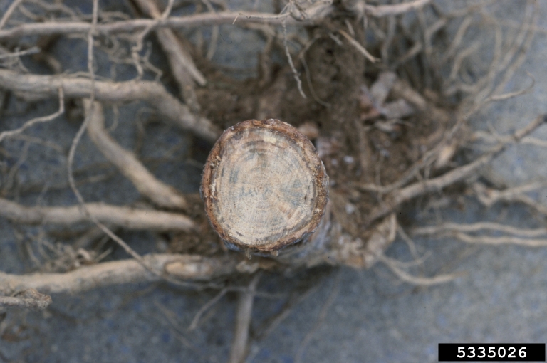 Leptographium root disease (Leptographium procerum (W.B. Kendr.) M.J ...