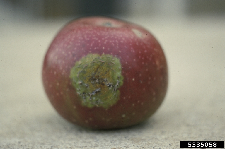 quince rust (Gymnosporangium clavipes)