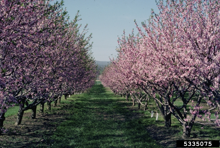 peach (Prunus persica (L.) Batsch)