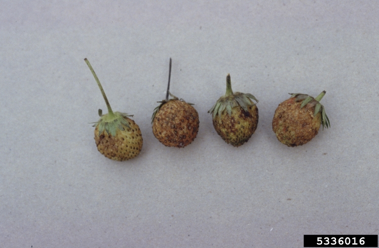 thrips (Family Thripidae)