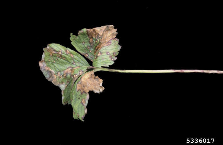 strawberry leaf spot (Ramularia grevilleana Verkley & U. Braun)