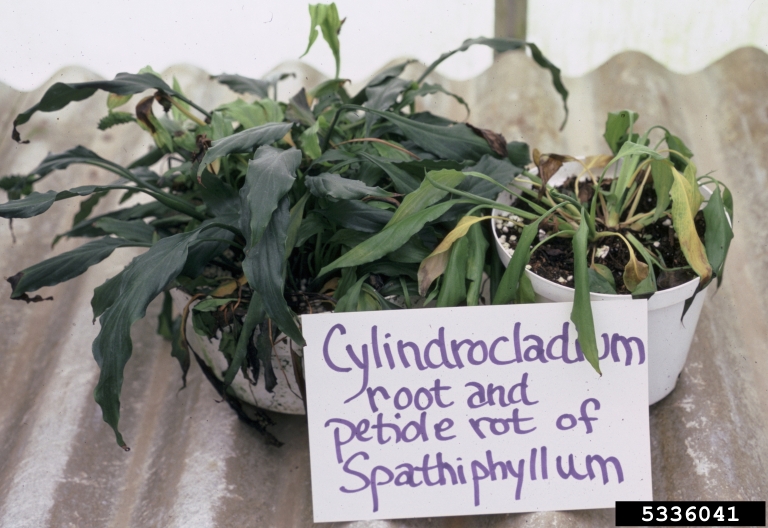 Cylindrocladium root diseases (Genus Cylindrocladium Morgan)