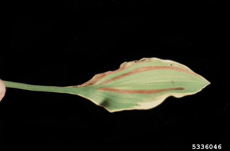 foliar nematodes (Genus Aphelenchoides)