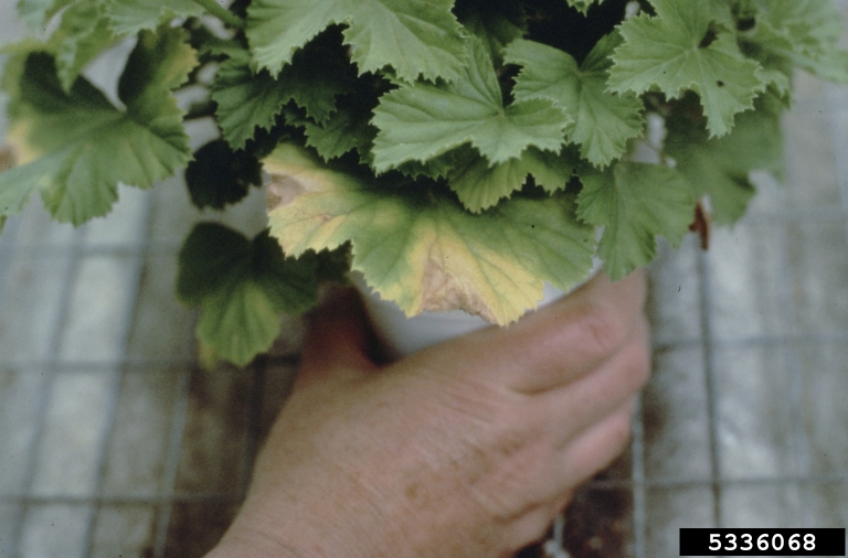 bacterial blight of geranium (Xanthomonas hortorum pv. pelargonii)