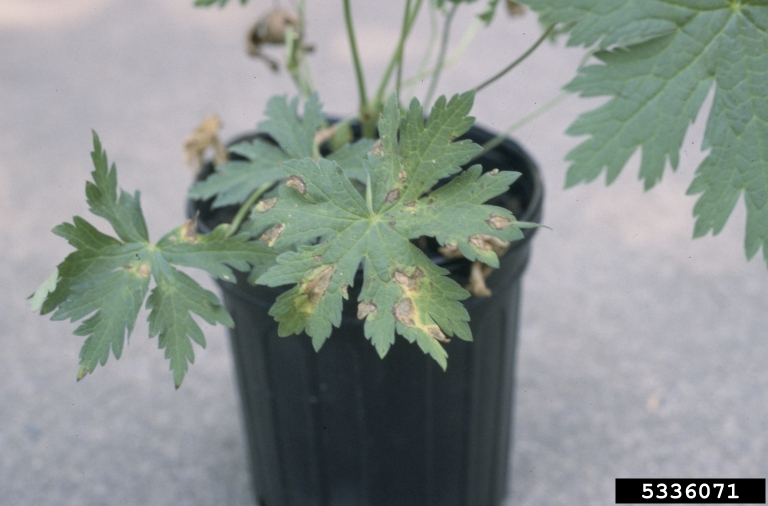 impatiens necrotic spot virus (INSV) (Orthotospovirus ...