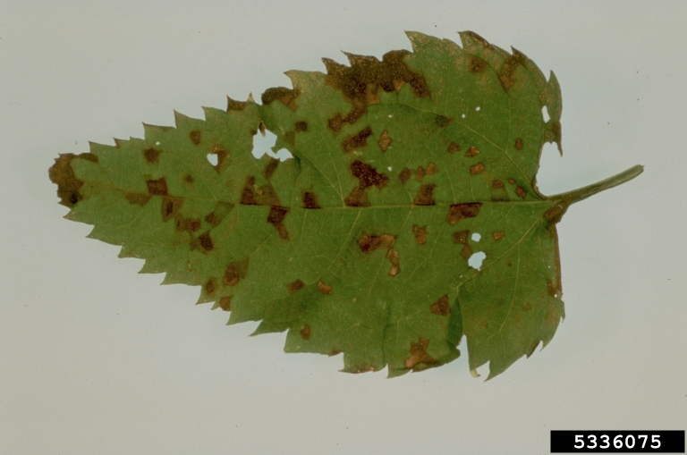 foliar nematodes (Genus Aphelenchoides)