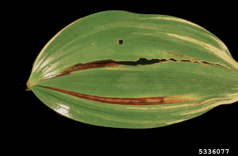 foliar nematodes (Genus Aphelenchoides Fischer, 1894)