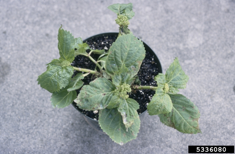 tomato spotted wilt virus (TSWV) (Tospovirus Tomato spotted wilt virus)