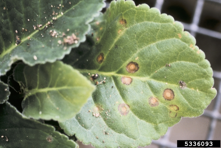 tomato spotted wilt virus (TSWV) (Tospovirus Tomato spotted wilt virus)