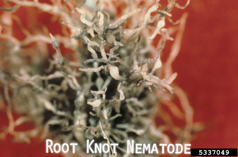 root-knot nematode (Genus Meloidogyne)