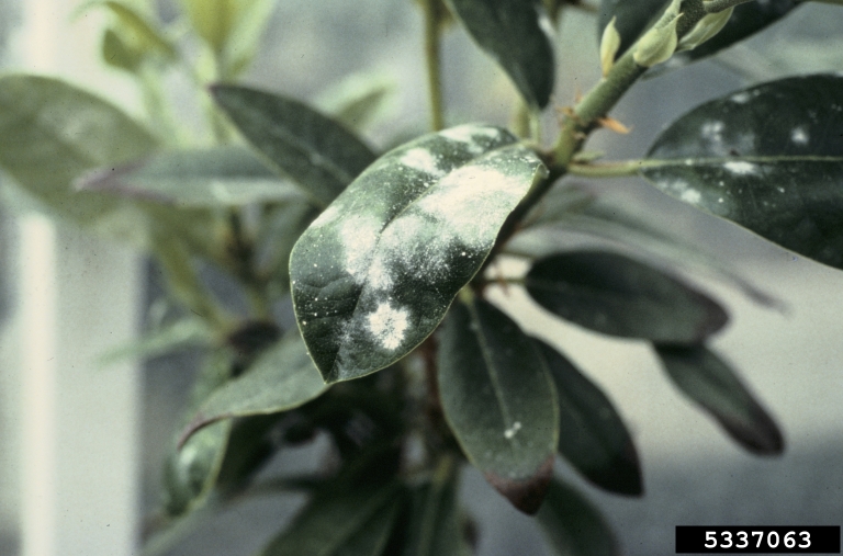 powdery mildew (Genus Oidium Link)