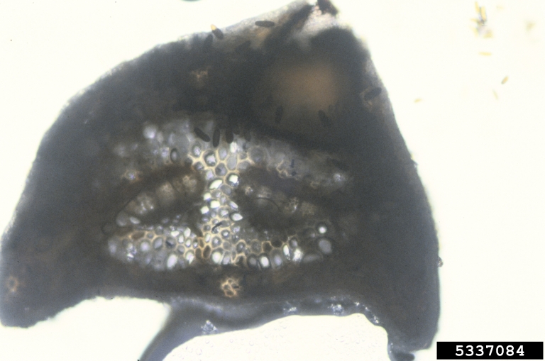 Diplodia blight (Sphaeropsis sapinea)