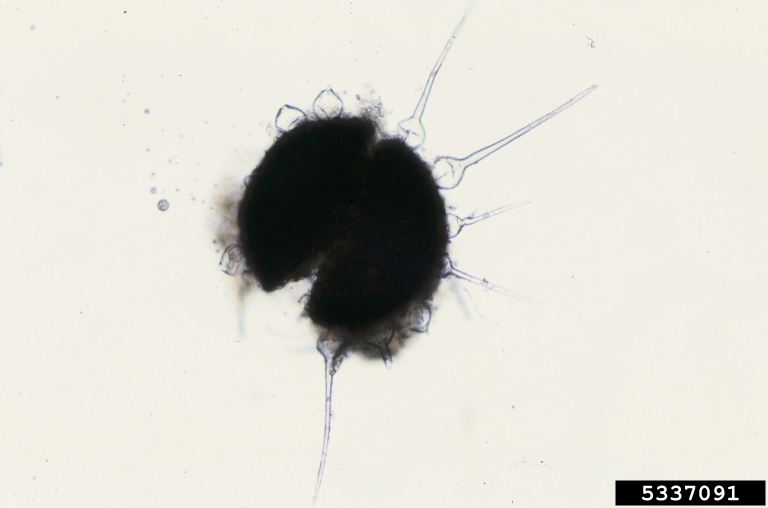 powdery mildew (Phyllactinia guttata)
