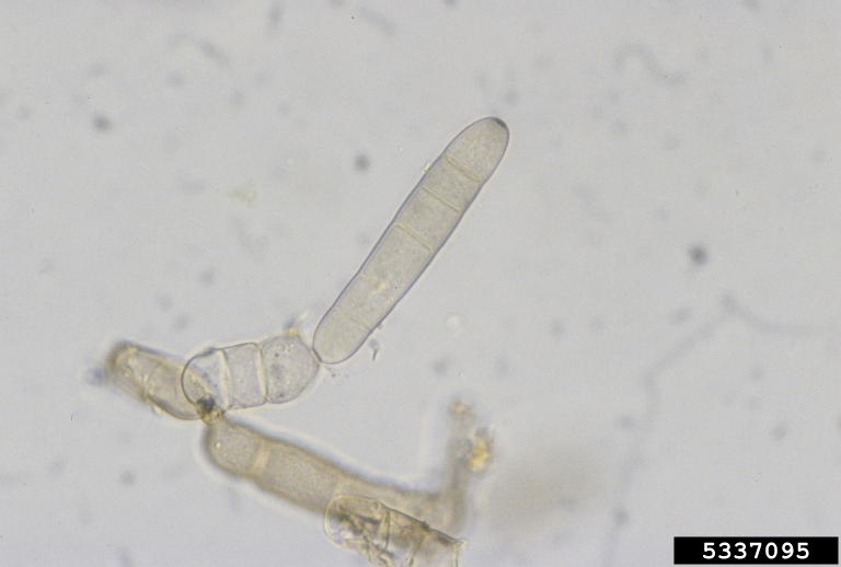 Heterosporium leaf spot on iris (Cladosporium iridis (Fautrey & Roum ...