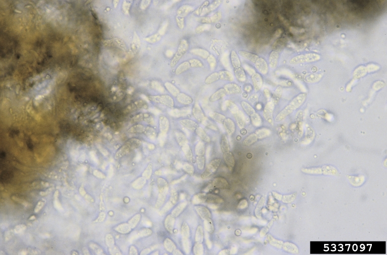 Marssonina leaf spots (Genus Marssonina Magnus)