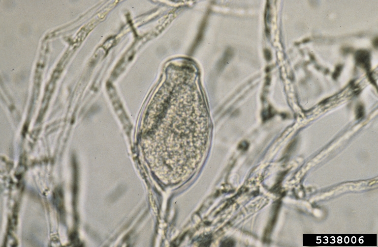 Phytophthora root rot (Phytophthora cinnamomi Rands)