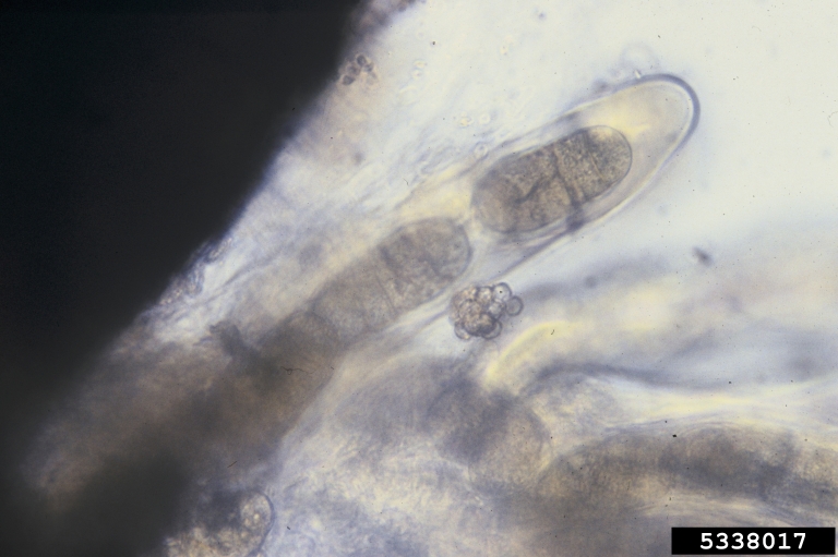 leaf spot (Pyrenophora phaeocomes)
