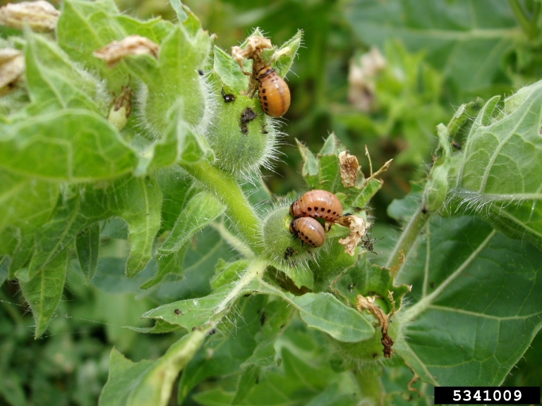 leaf beetles (family Chrysomelidae) (Family Chrysomelidae)