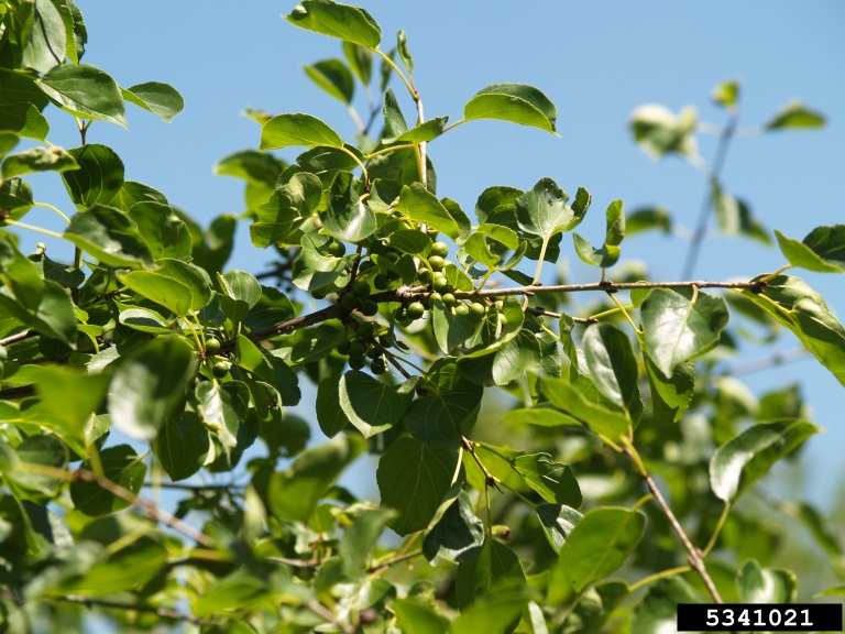 common buckthorn, European buckthorn (Rhamnus cathartica L.)