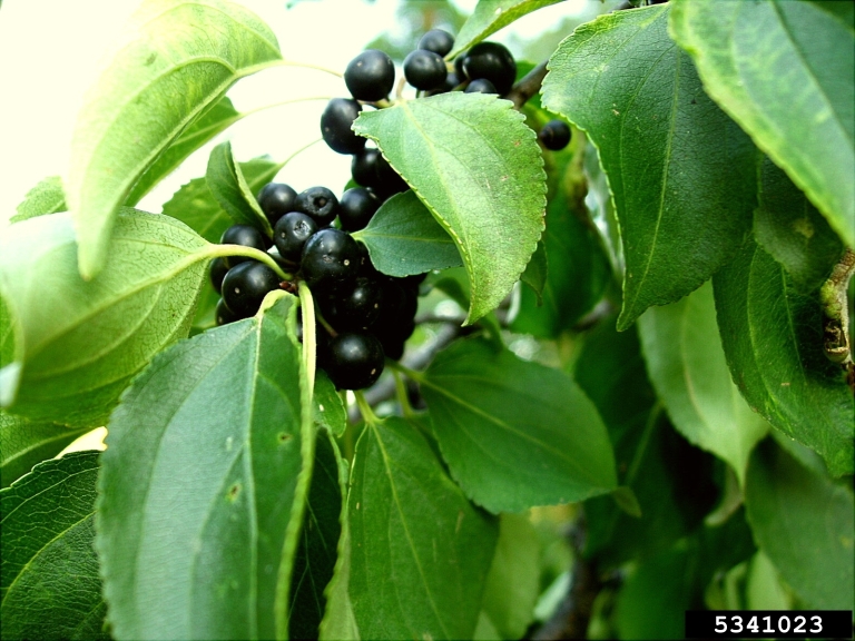 common buckthorn, European buckthorn (Rhamnus cathartica L.)