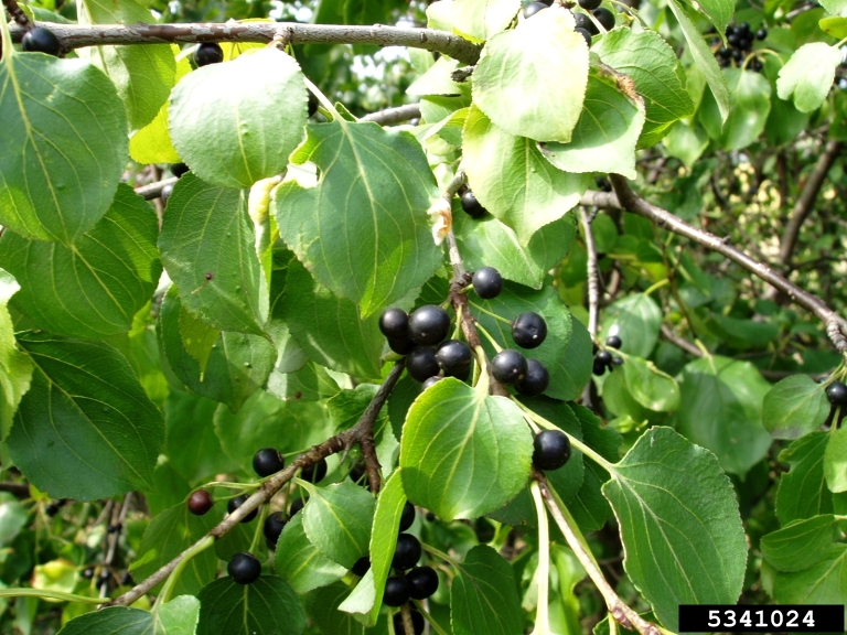 common buckthorn, European buckthorn (Rhamnus cathartica)