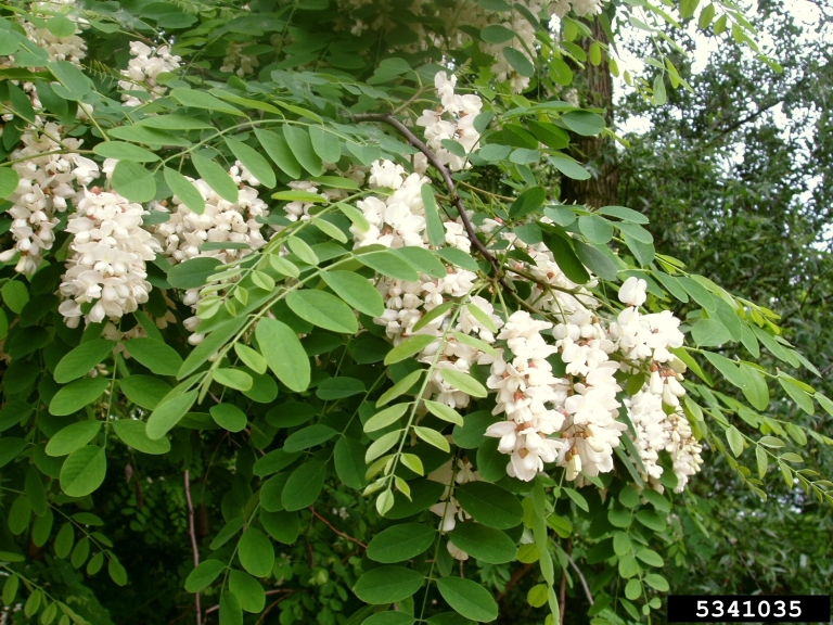 black locust (Robinia pseudoacacia L.)