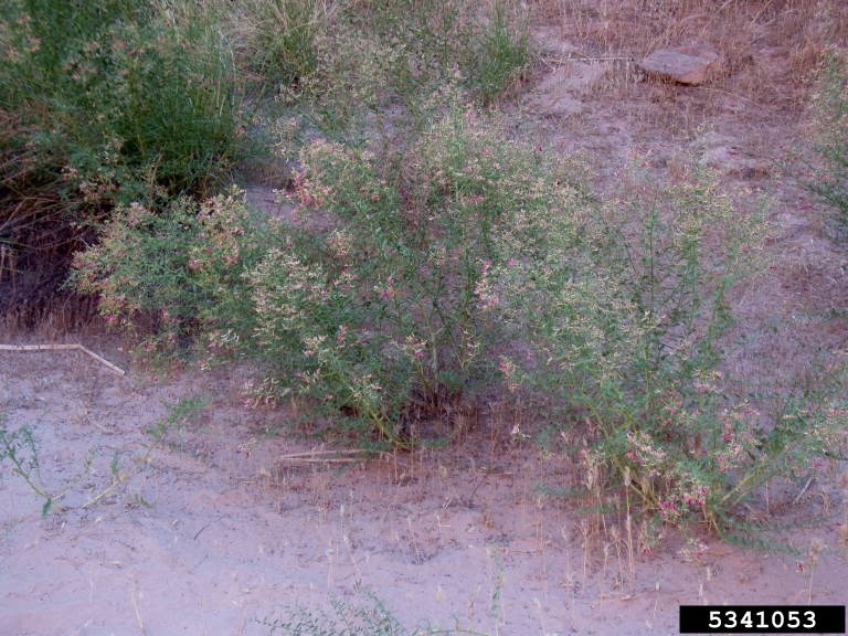 camelthorn (Alhagi maurorum)