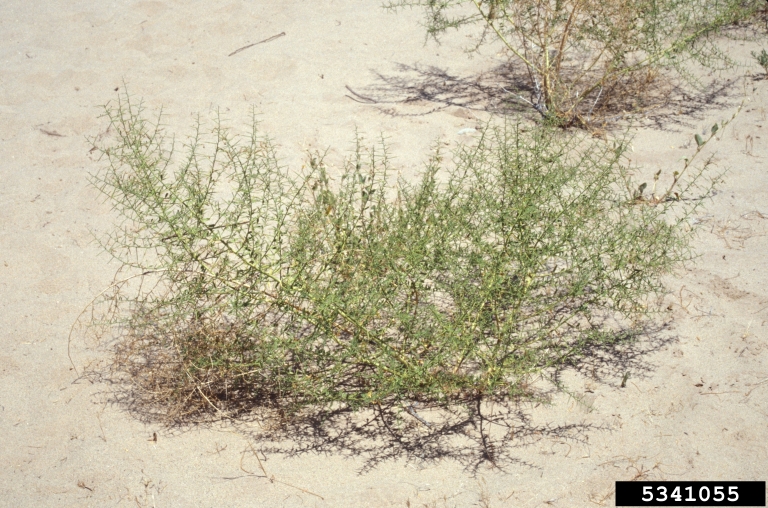 camelthorn (Alhagi maurorum)