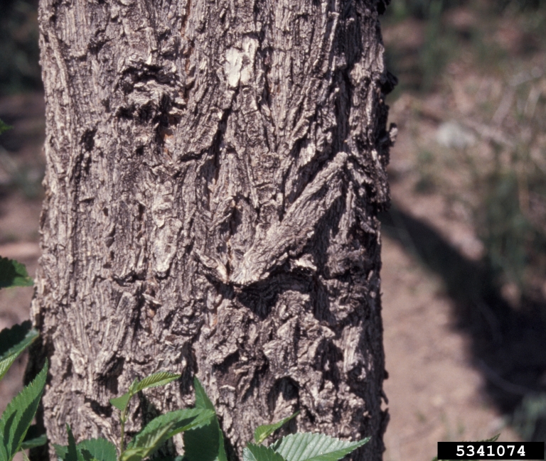 Siberian elm (Ulmus pumila L.)