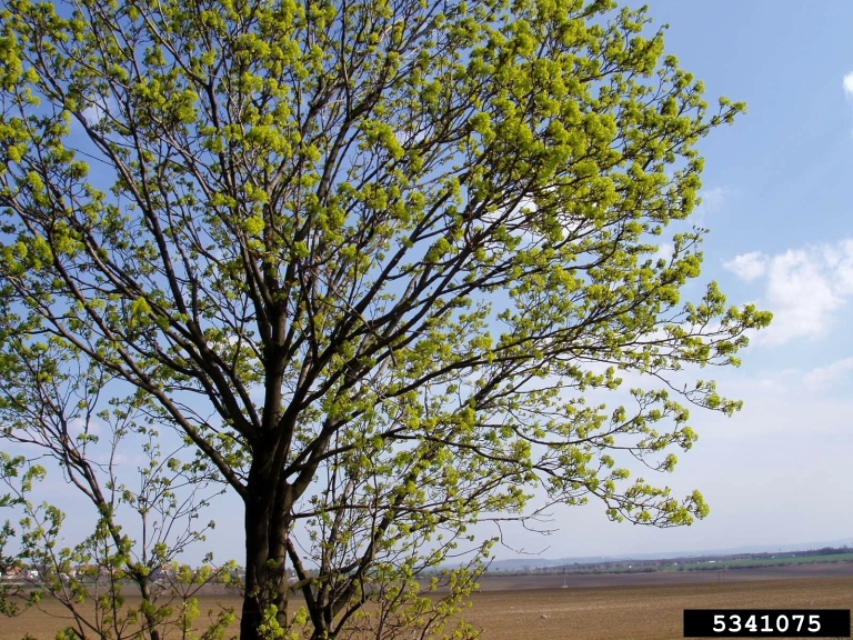 Norway maple (Acer platanoides L.)