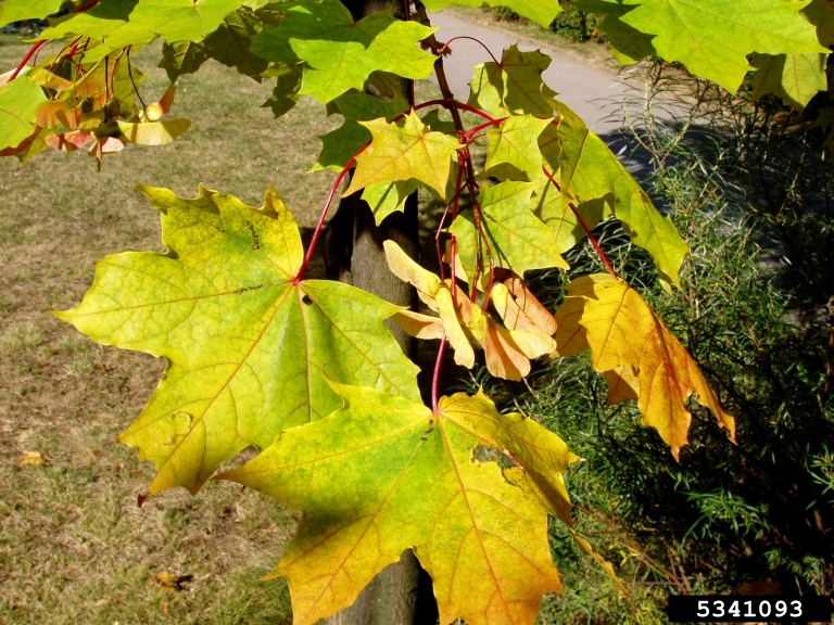 Norway maple (Acer platanoides L.)
