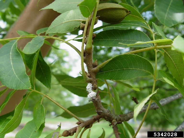 cottony cushion scale (Icerya purchasi Maskell)