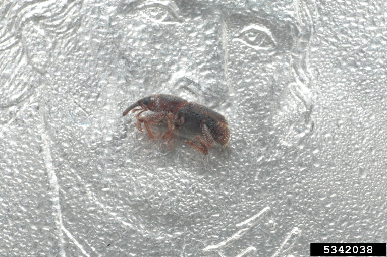 maize weevil (Sitophilus zeamais)