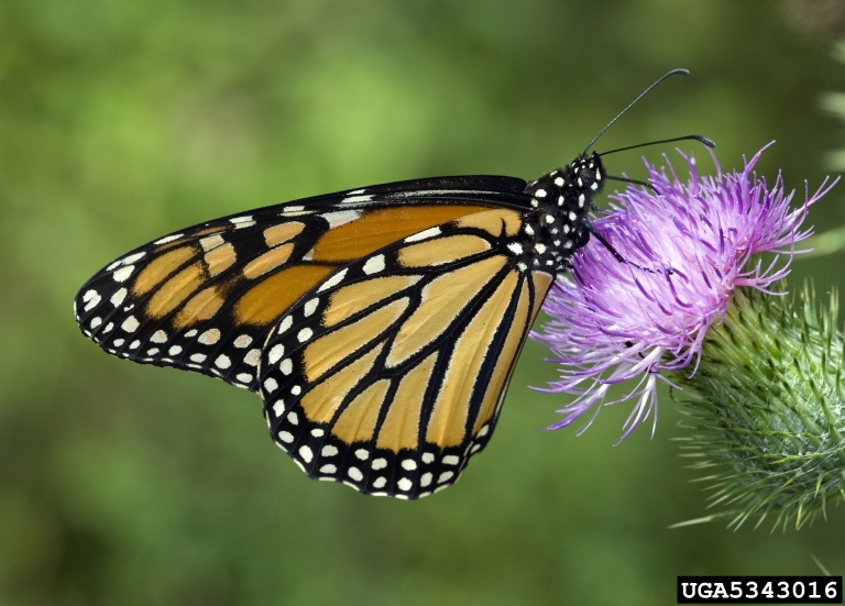 Lepidoptera - Bugwoodwiki