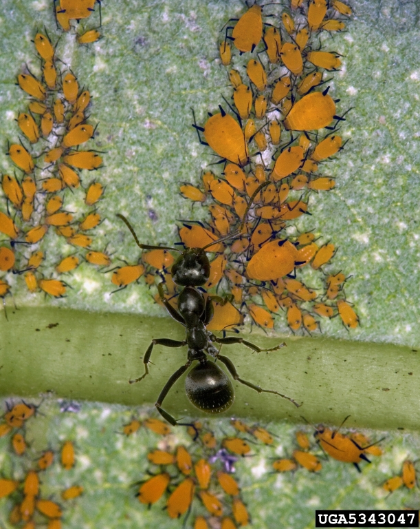 ants (Genus Formica)