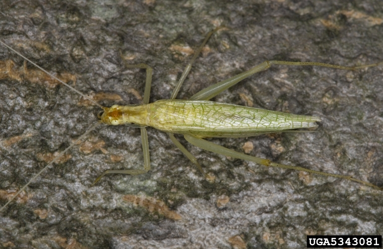 tree crickets (Family Oecanthidae Blanchard, 1845)