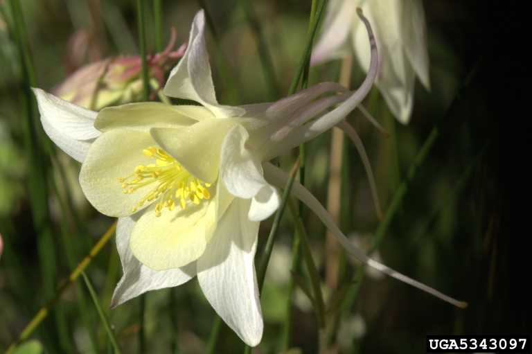 columbine (Genus Aquilegia)