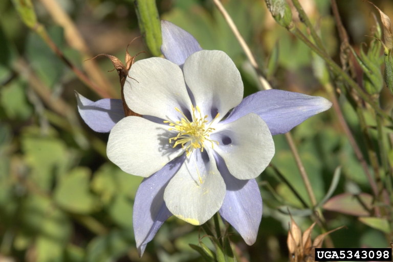 columbine (Genus Aquilegia)