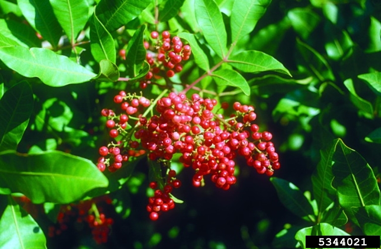 Brazilian peppertree (Schinus terebinthifolia Raddi)